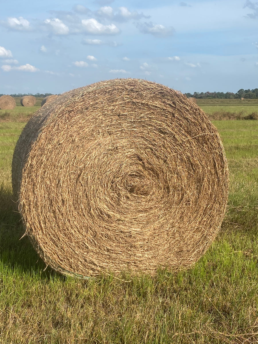 Hemarthria Roll (cow hay) - Lakeland, FL - Lay's Western Wear and Feed