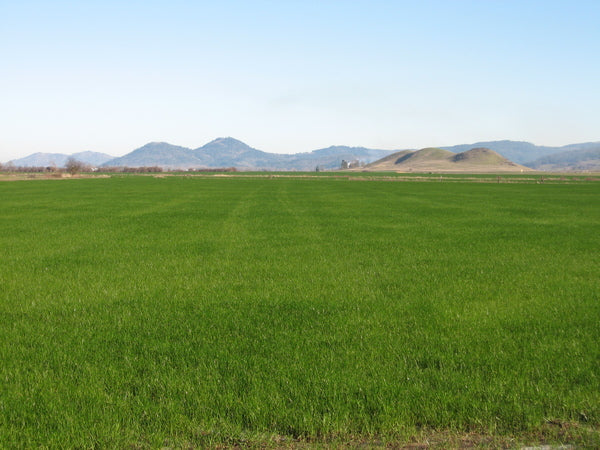 Gulf Annual Rye Grass Seed - Lakeland, FL - Lay's Western Wear and Feed