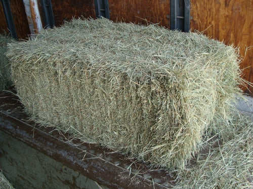 Coastal Hay Bale - Lakeland, FL - Lay's Western Wear and Feed